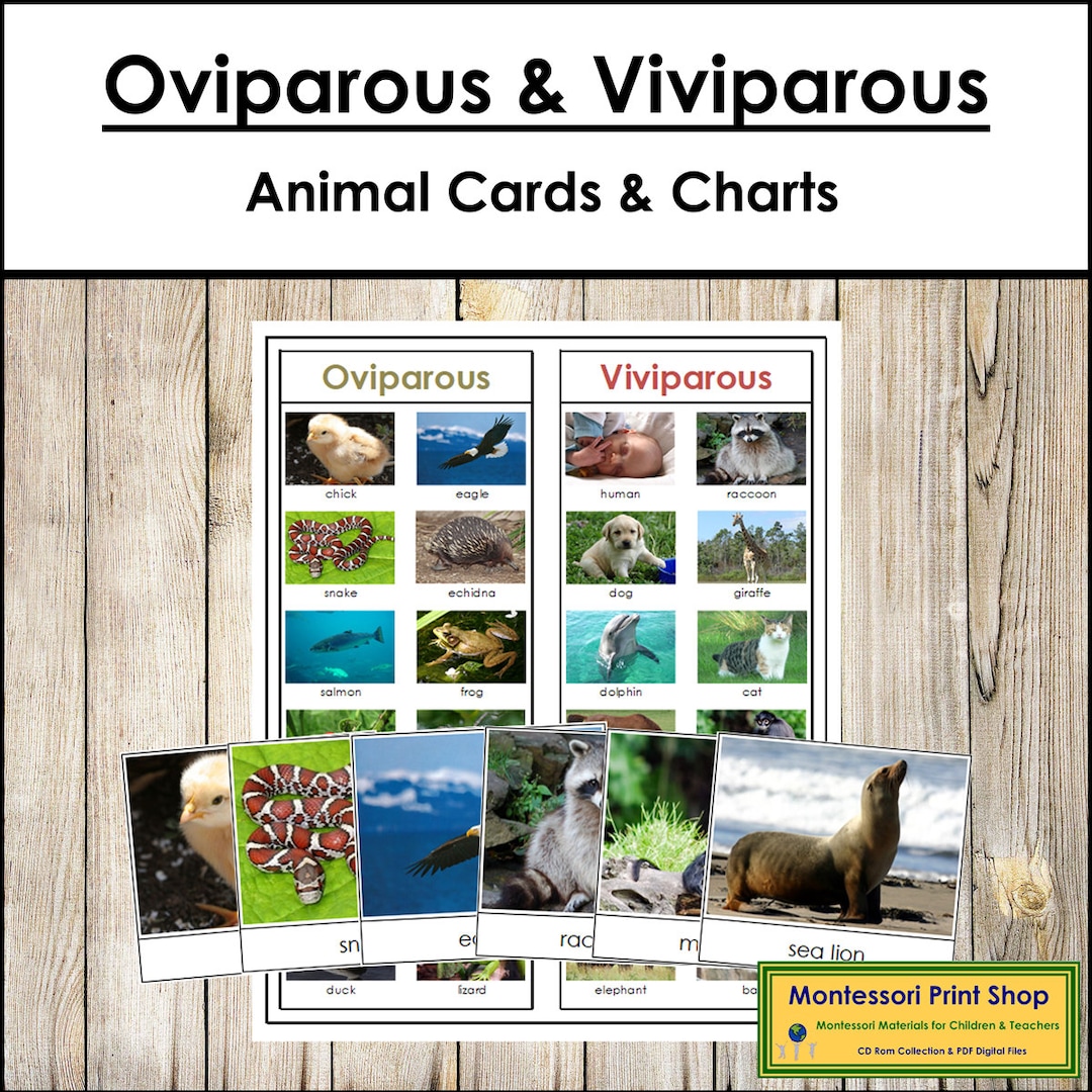 Oviparous and Viviparous Animals Sorting Cards & Control Chart ...