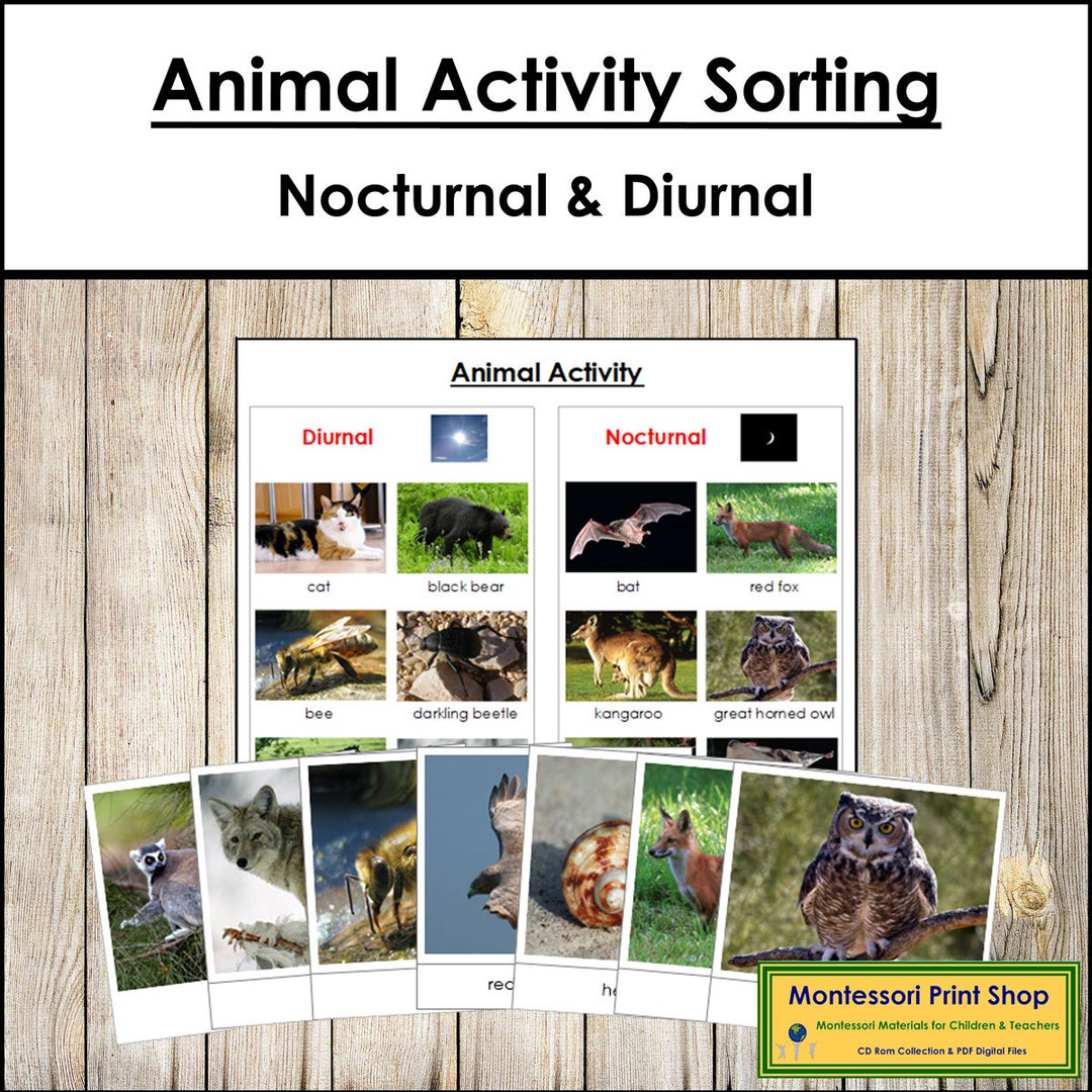 Animal Activity Sorting (nocturnal and Diurnal) Sorting Cards & Control ...