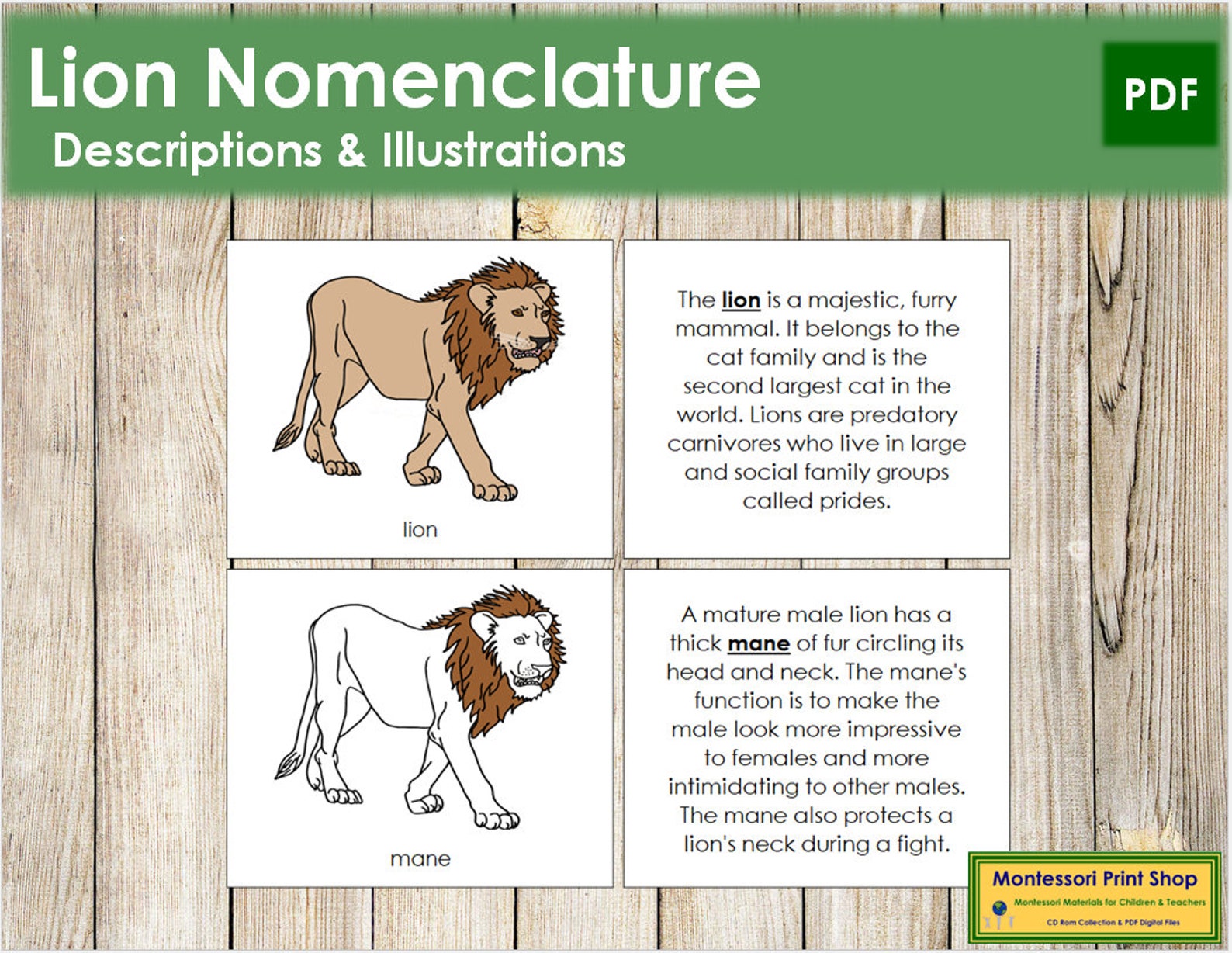 Parts of a Lion Nomenclature Book Montessori Zoology - Etsy