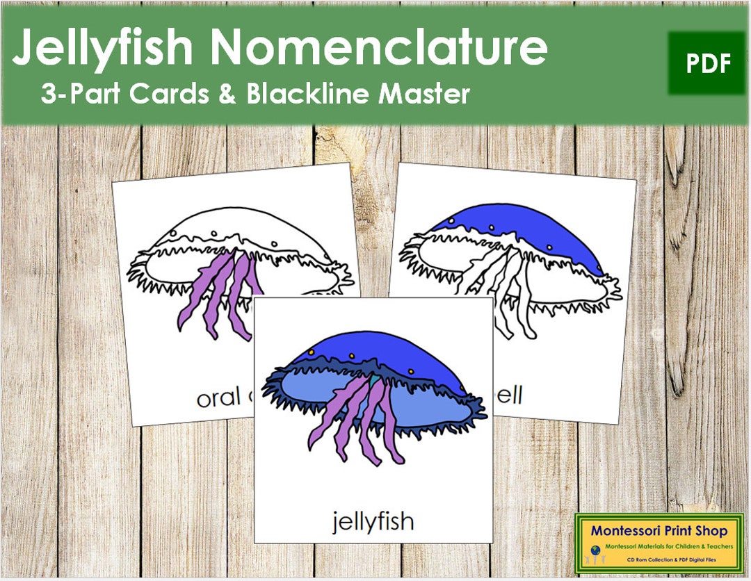 Parts of a Jellyfish Nomenclature 3-part Cards Montessori - Etsy