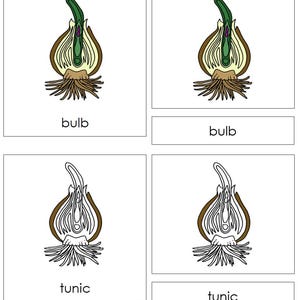 Parts of a Bulb Nomenclature 3-part Cards & Blackline Master ...