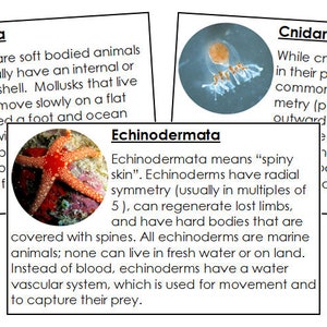 Animal Kingdom Information Cards - Montessori Zoology - Printable ...