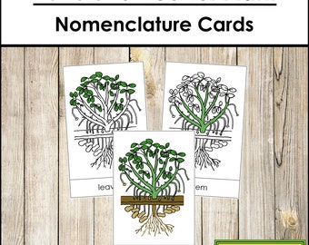 Montessori 3 Part Cards and Definitions Parts of a Plant - Etsy