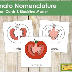 Parts of a Tomato Nomenclature 3-part Cards Montessori - Etsy