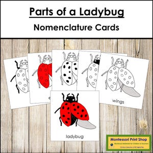 Parts of a Ladybug Nomenclature 3-part Cards & Blackline Master ...