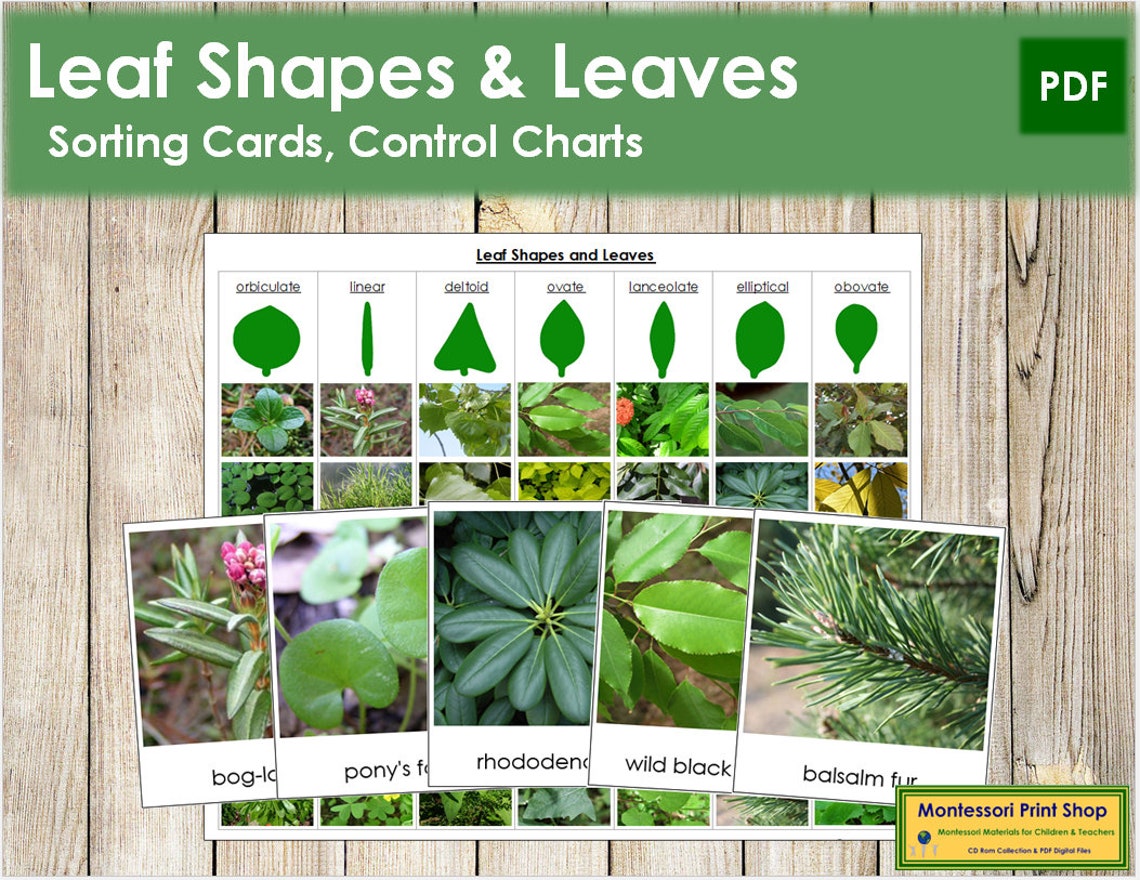 Leaf Shapes and Leaves Sorting Cards & Control Chart - Etsy