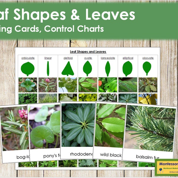 Leaf Shapes - Etsy