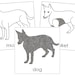 Parts of a Dog Nomenclature 3-part Cards & Blackline Master ...