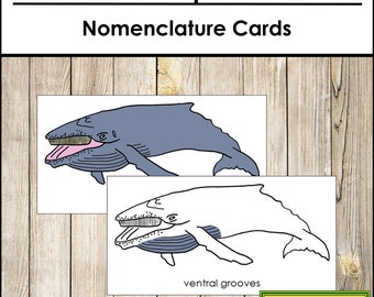 Montessori 3 Part Cards Parts of a Beluga Whale - Etsy