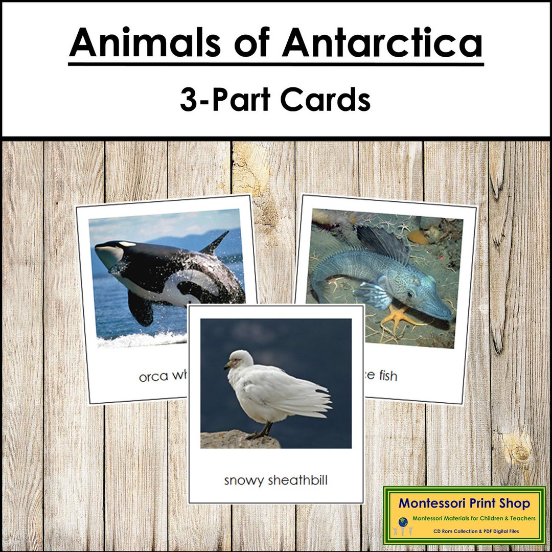 Montessori Animals of Antarctica 3-part Cards: Geography Continent ...