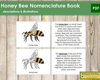 Parts of a Kangaroo Nomenclature Book Montessori Zoology | Etsy