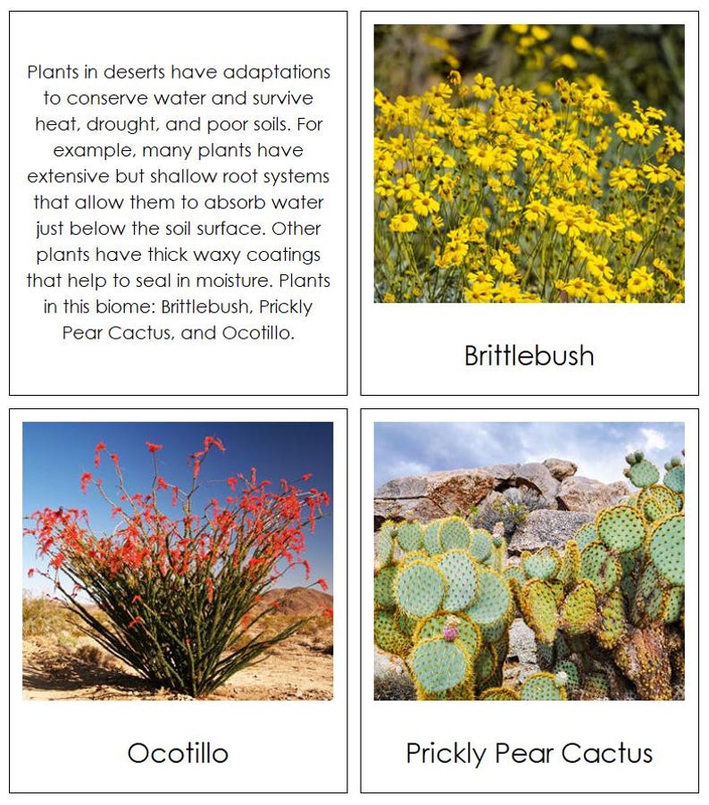 Biomes of the World Sorting Cards, Chart and Information - Montessori ...