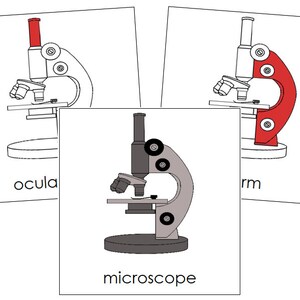 Parts of a Microscope Nomenclature 3-part Cards - Science - Printable ...