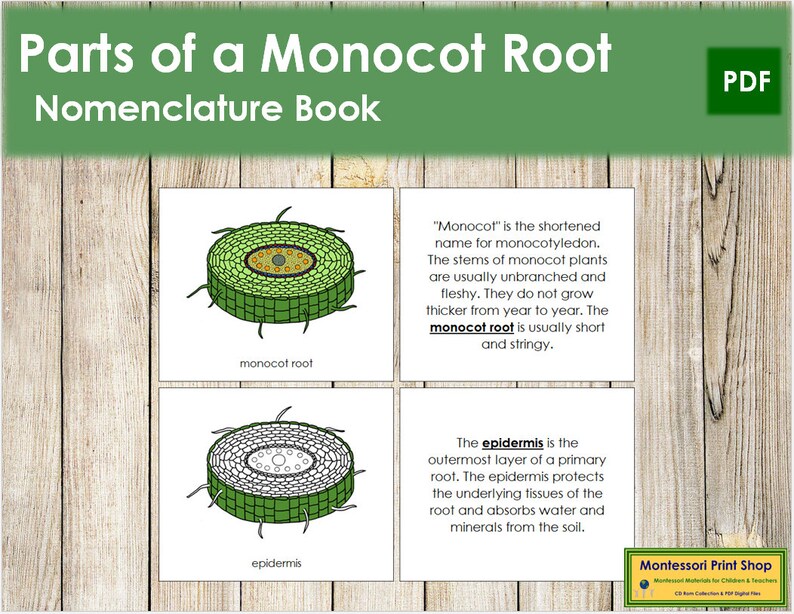 Parts of a Monocot Root Nomenclature Book Botany Printable - Etsy Singapore