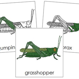 Parts of a Grasshopper Nomenclature 3-part Cards - Montessori Zoology ...