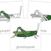 Parts of a Grasshopper Nomenclature 3-part Cards - Montessori Zoology ...