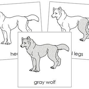 Parts of a Gray Wolf Nomenclature 3-part Cards - Montessori Zoology ...