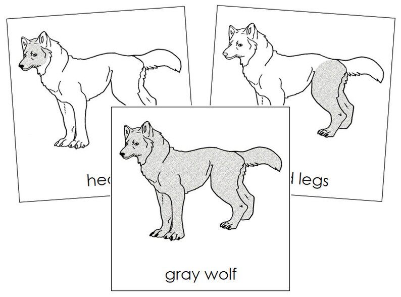 Parts of a Gray Wolf Nomenclature 3-Part Cards Montessori | Etsy