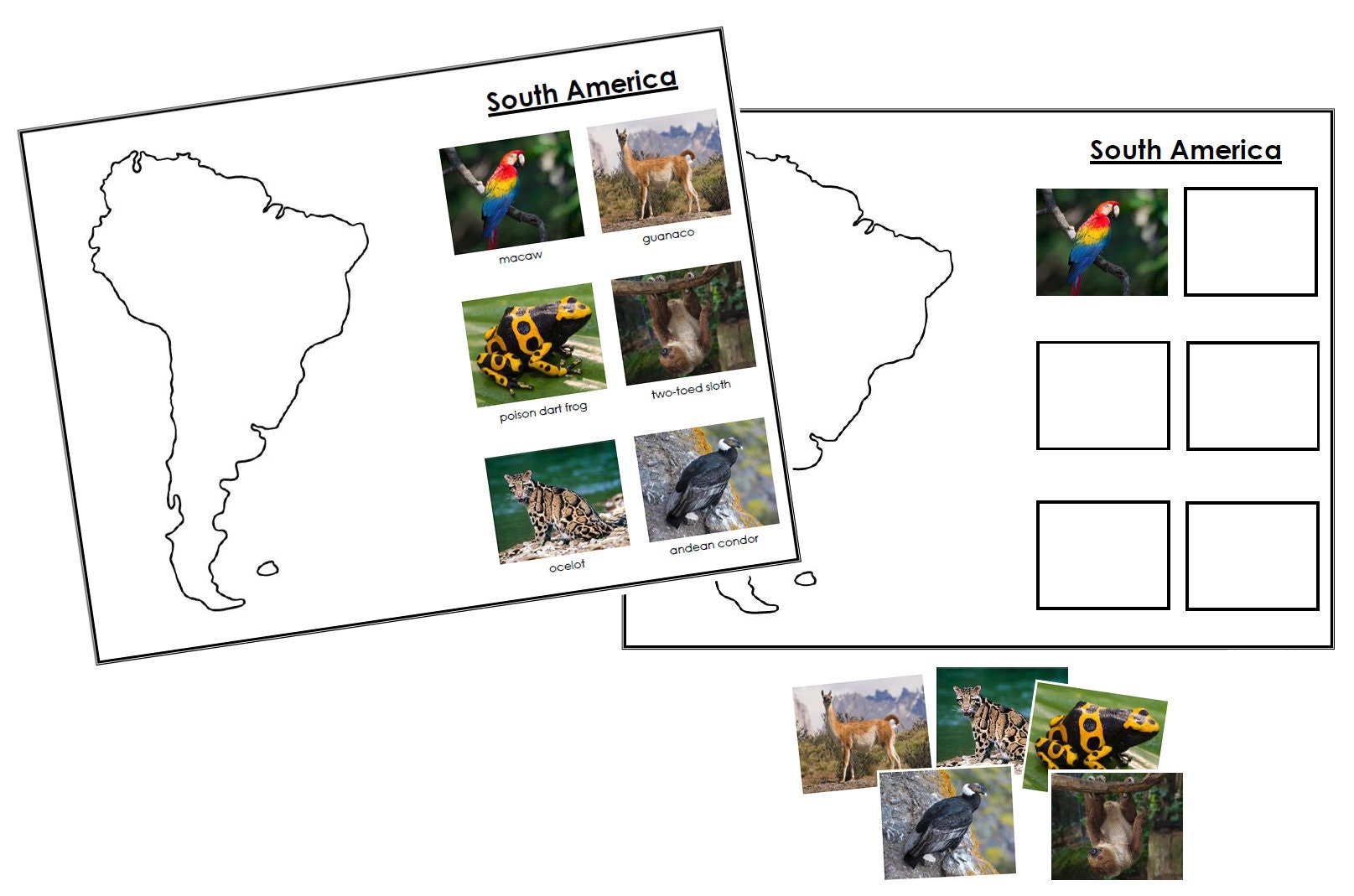 Animals of the Continents Sorting Activity Set 2 - Montessori Geography ...