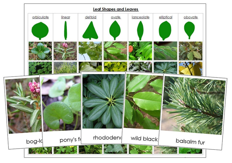 Leaf Shapes and Leaves Sorting Cards & Control Chart - Etsy