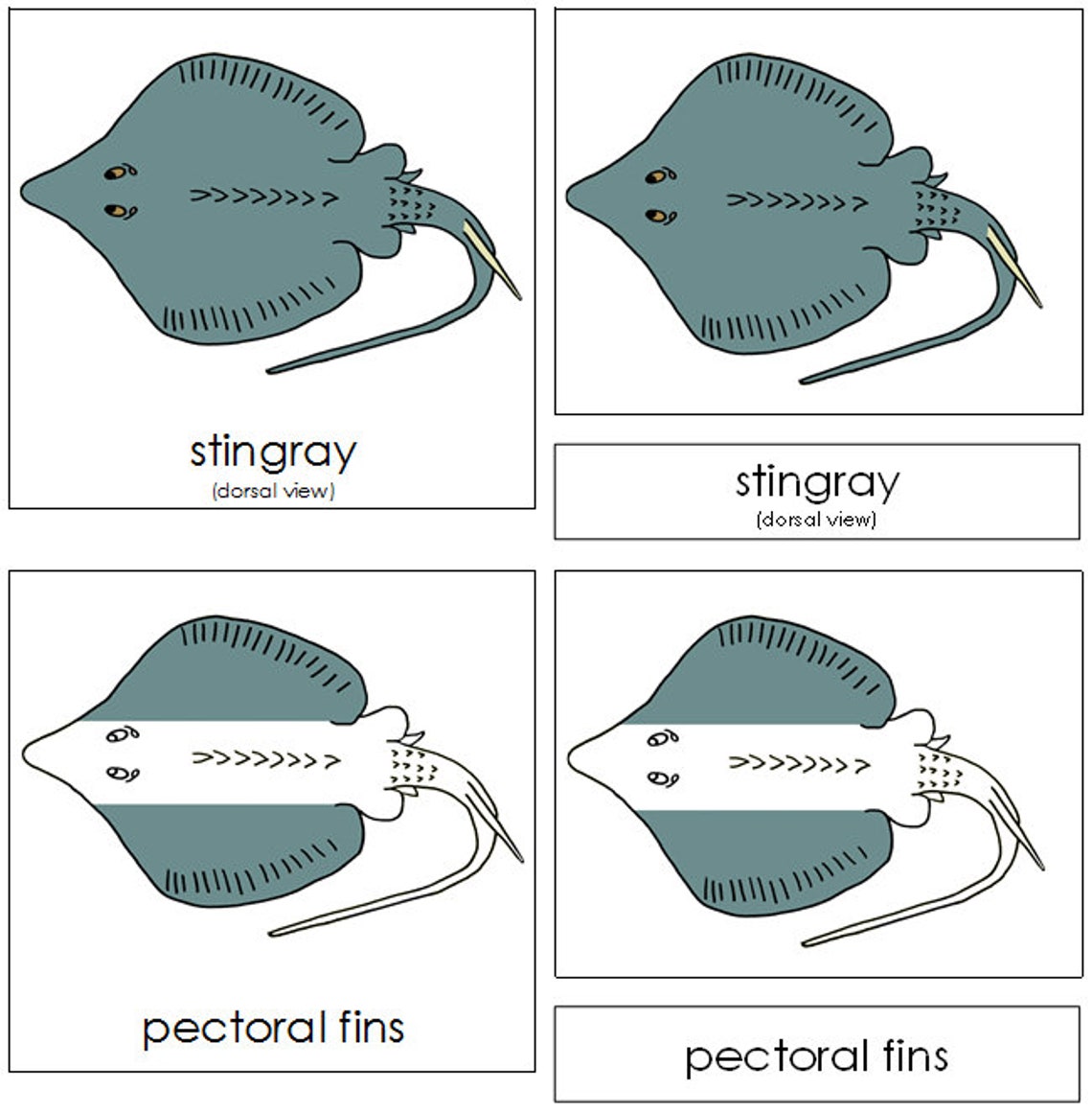 Parts of a Stingray Nomenclature 3-part Cards Montessori - Etsy