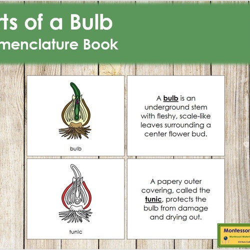 Parts of a Flower Nomenclature Book Montessori Botany - Etsy
