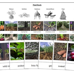 Types of Plant Roots Sorting Cards & Chart - Montessori Botany Activity ...