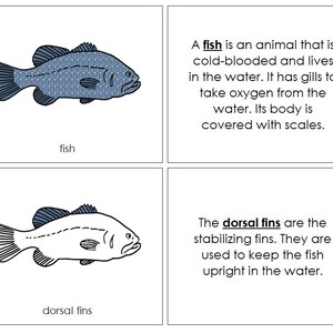 Parts of a Fish Nomenclature Book - Montessori Zoology (digital ...