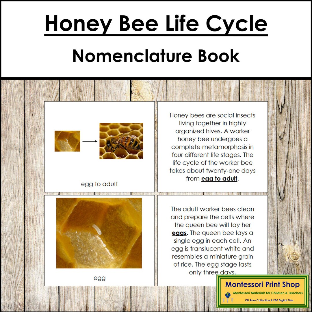 The Honey Bee Life Cycle Book Montessori Nomenclature Printable ...