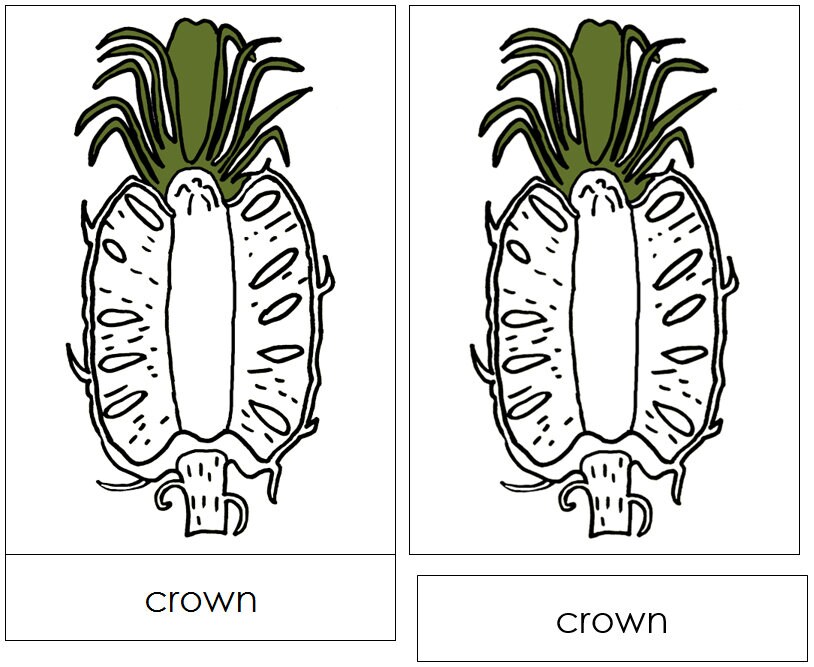 Nomenclatura de las partes de una piña: Tarjetas de 3 partes y guía de ...