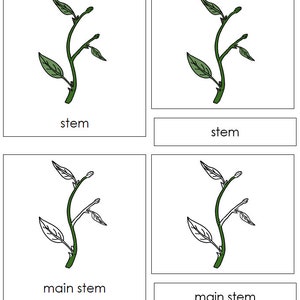Parts of a Stem Nomenclature 3-part Cards & Blackline Master ...
