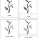 Parts of a Stem Nomenclature 3-part Cards - Montessori Botany ...