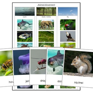 Animal Movement Sorting Cards & Chart [swim, Walk and Fly] - Montessori ...