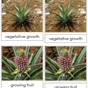 The Pineapple Life Cycle Nomenclature 3-part Cards & Charts ...