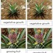 The Pineapple Life Cycle Nomenclature 3-part Cards & Charts ...