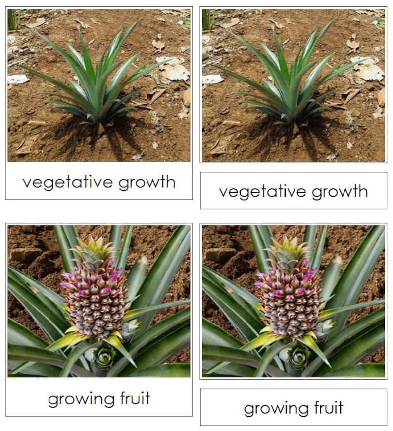 The Pineapple Life Cycle Nomenclature 3-part Cards & Charts ...