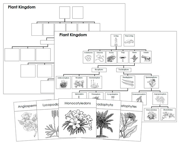 Plant Kingdom Science