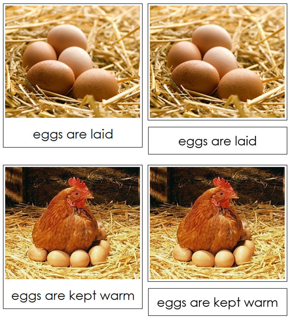 The Chicken Life Cycle 3-part Cards & Charts Montessori | Etsy The Chicken Life Cycle 3-part Cards & Charts Montessori | Etsy