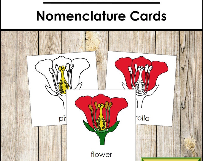 Parts of a Flower-montessori 3-part-cards - Etsy