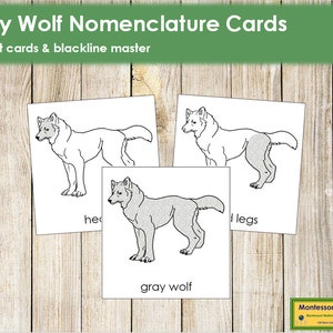 Parts of a Gray Wolf Nomenclature 3-Part Cards Montessori | Etsy