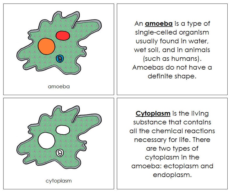 Parts of an Amoeba Nomenclature Book Science Printable - Etsy Canada