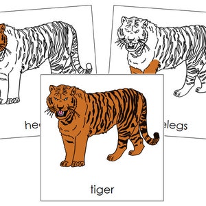 Parts of a Tiger Nomenclature 3-part Cards & Blackline Master ...