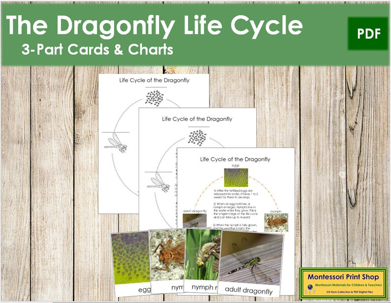 The Dragonfly Life Cycle 3-part Cards & Charts Montessori - Etsy