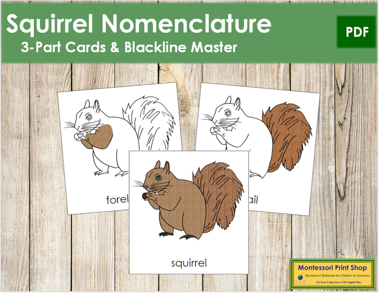 Parts of a Squirrel Nomenclature 3-part Cards Zoology - Etsy