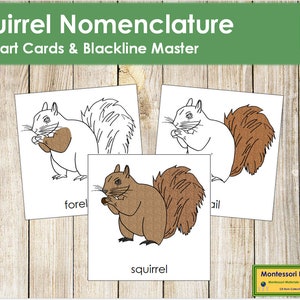 Parts of a Squirrel Nomenclature 3-part Cards Zoology - Etsy