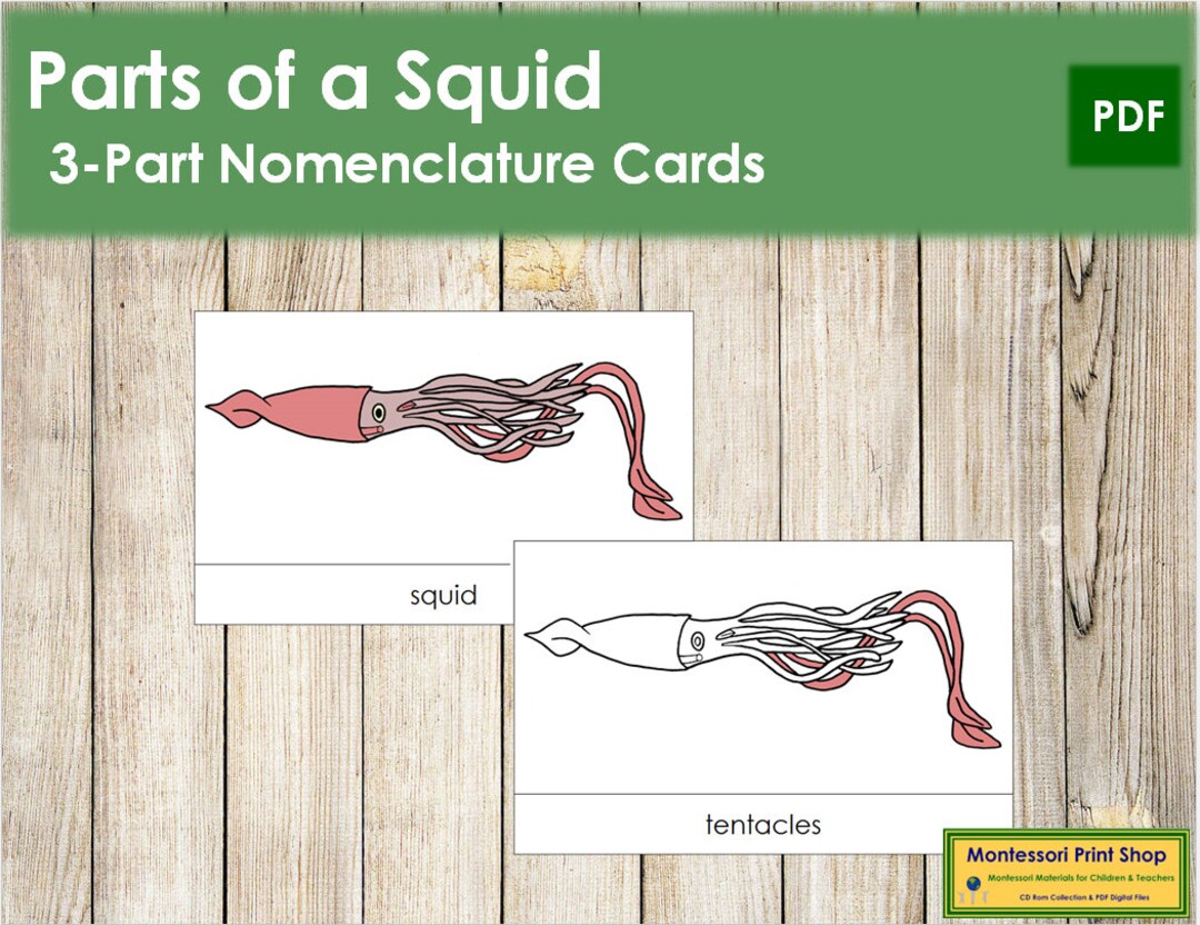 Parts of a Squid Nomenclature 3-part Cards Montessori - Etsy