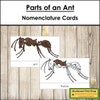 Parts of a Ladybug Nomenclature Book Montessori Zoology Printable ...