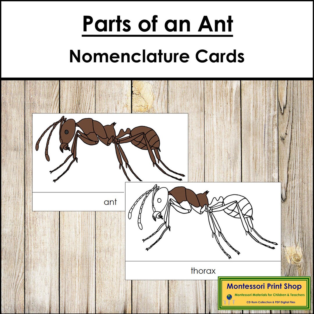Parts of an Ant Nomenclature 3-part Cards - Montessori Zoology ...