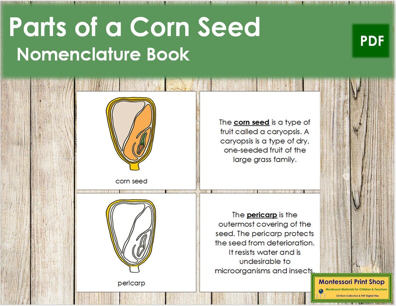 Parts of a Corn Seed Nomenclature Book Montessori Botany - Etsy