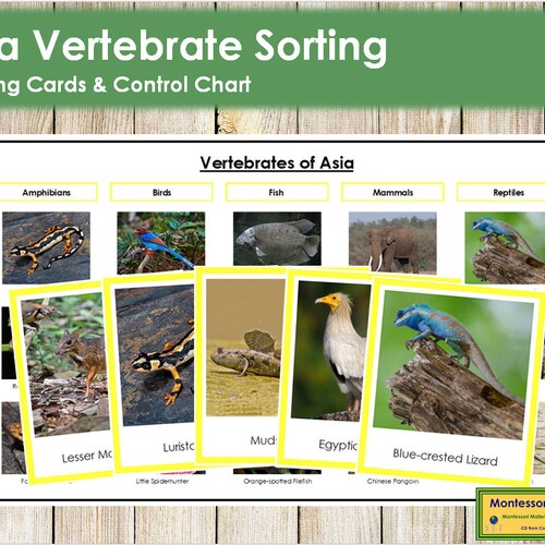 Classes of Vertebrates Sorting Cards & Control Chart Zoology - Etsy Canada